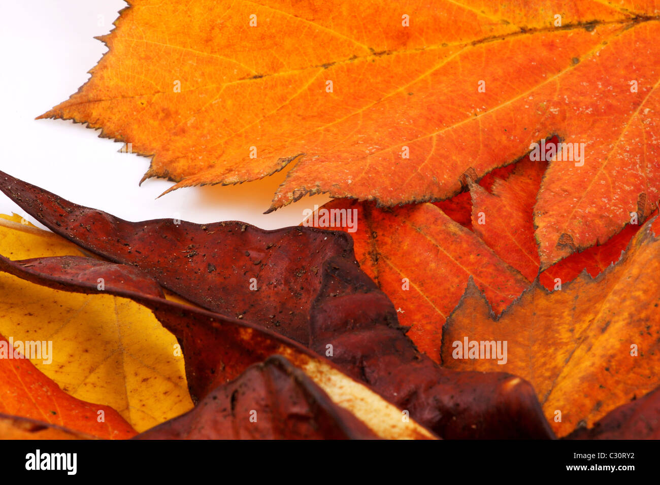 Autumn leaves lyrics hi-res stock photography and images - Alamy