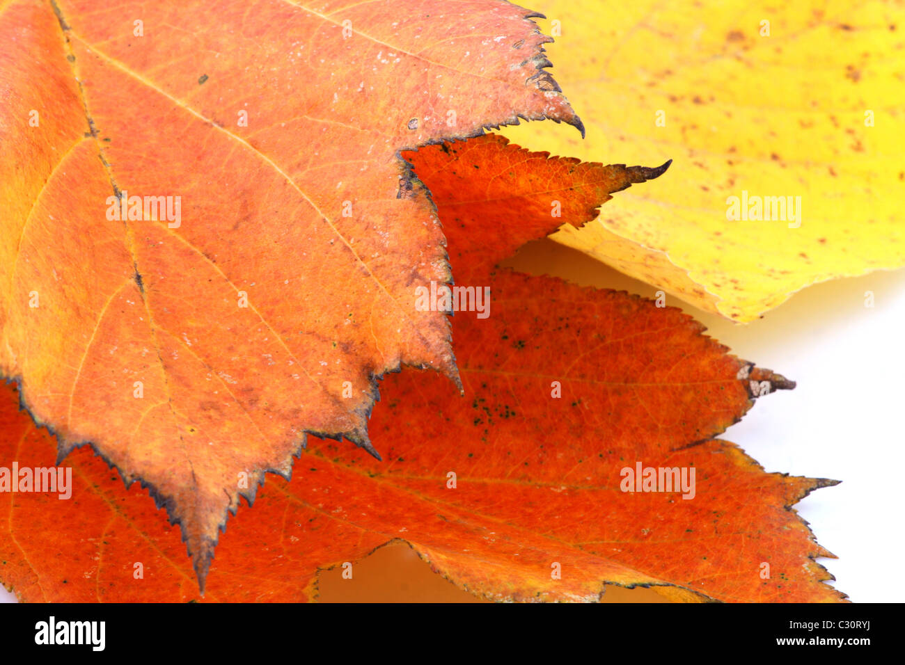 Autumn Fall Leaves Stock Photo - Alamy