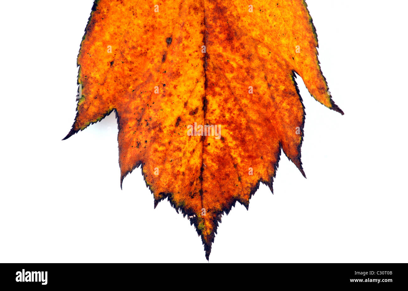 Autumn leaves lyrics hi-res stock photography and images - Alamy