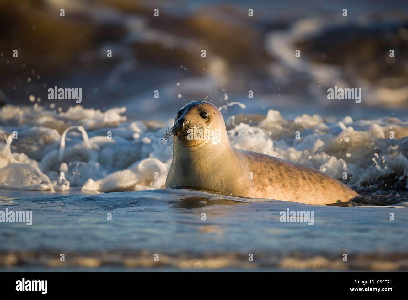 Atlantic Colonies High Resolution Stock Photography and Images - Alamy