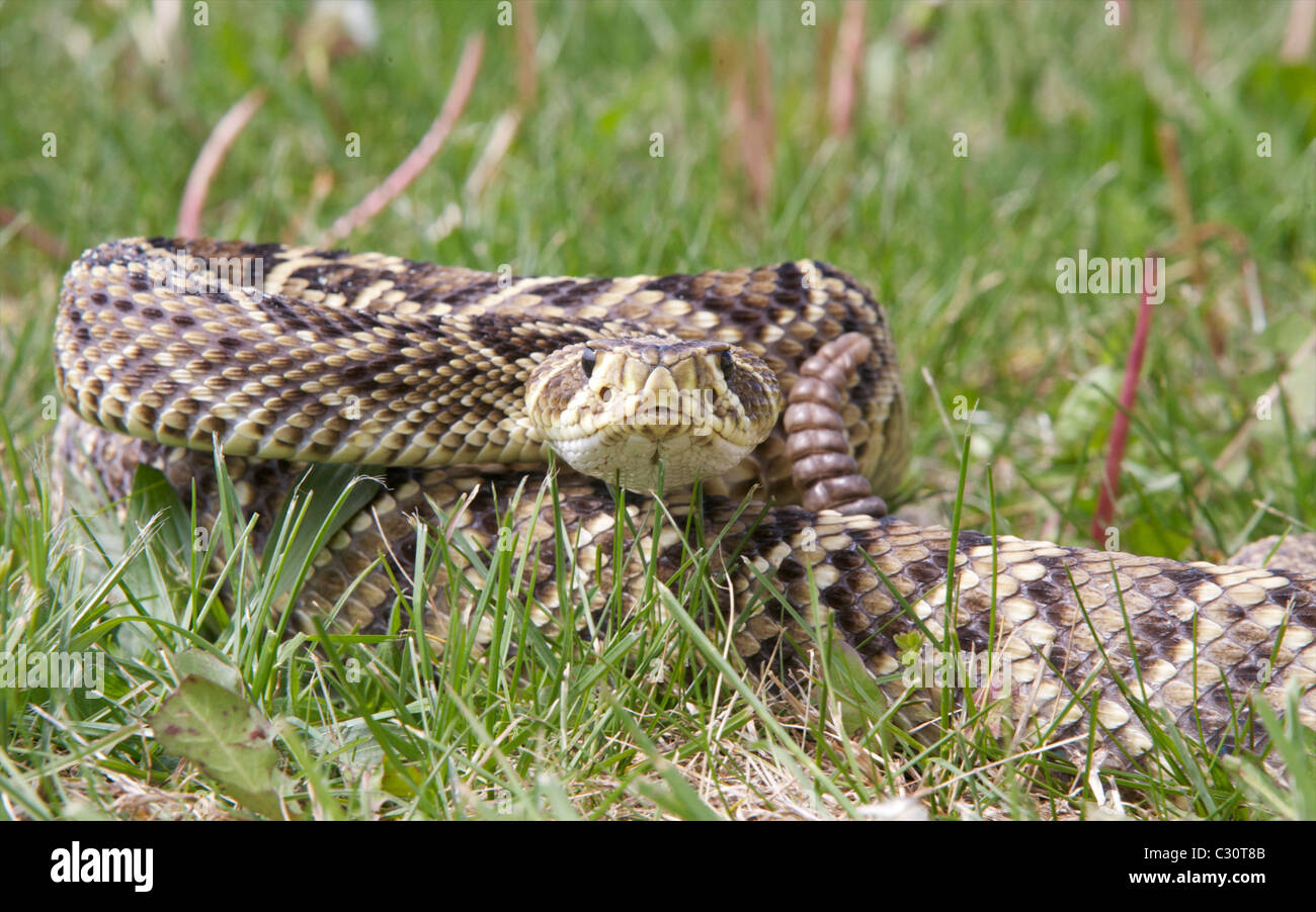 An Eastern Diamondback Rattlesnake in a defensive posture ready to ...
