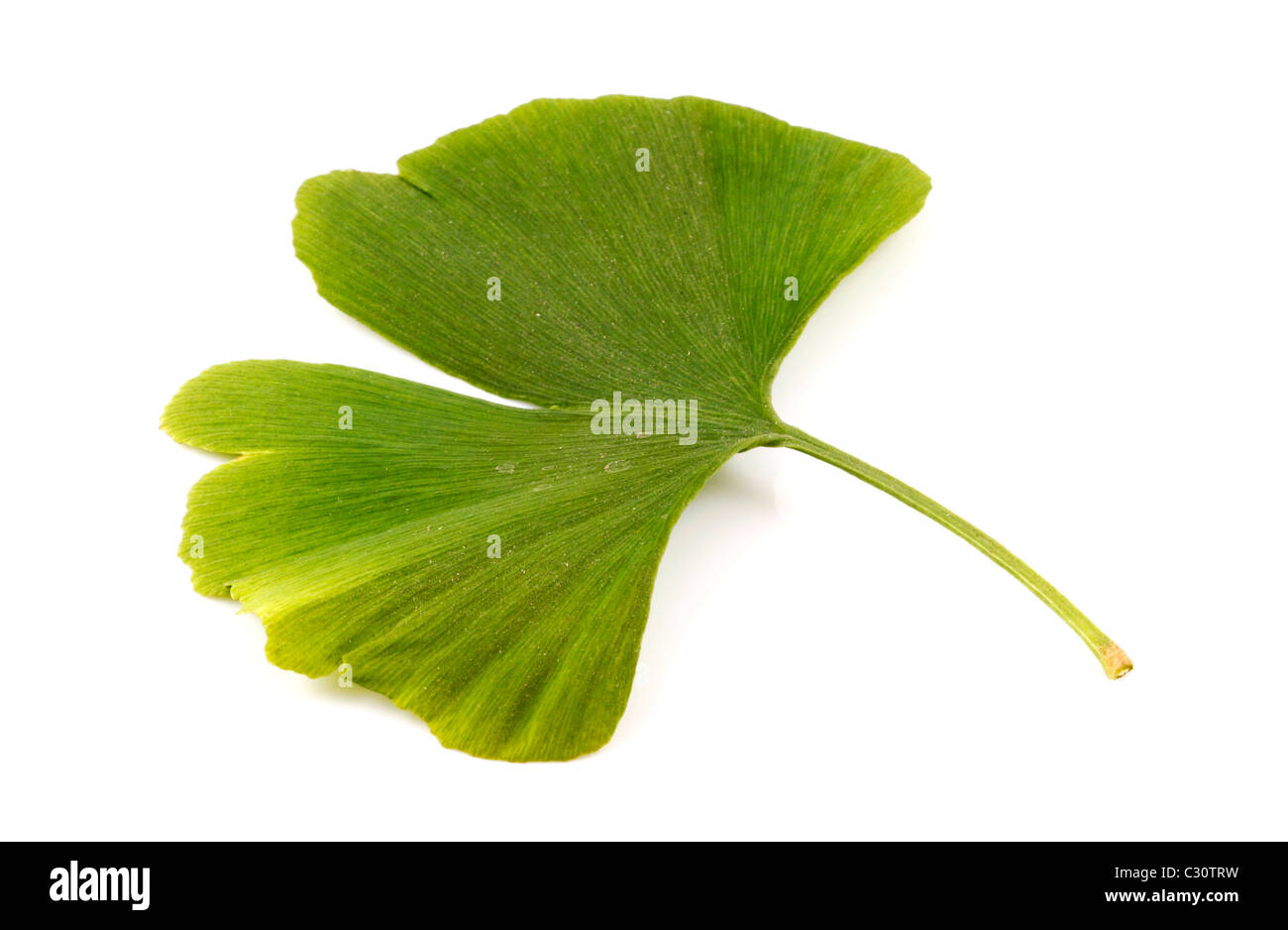 Young ginkgo tree Cut Out Stock Images & Pictures - Alamy