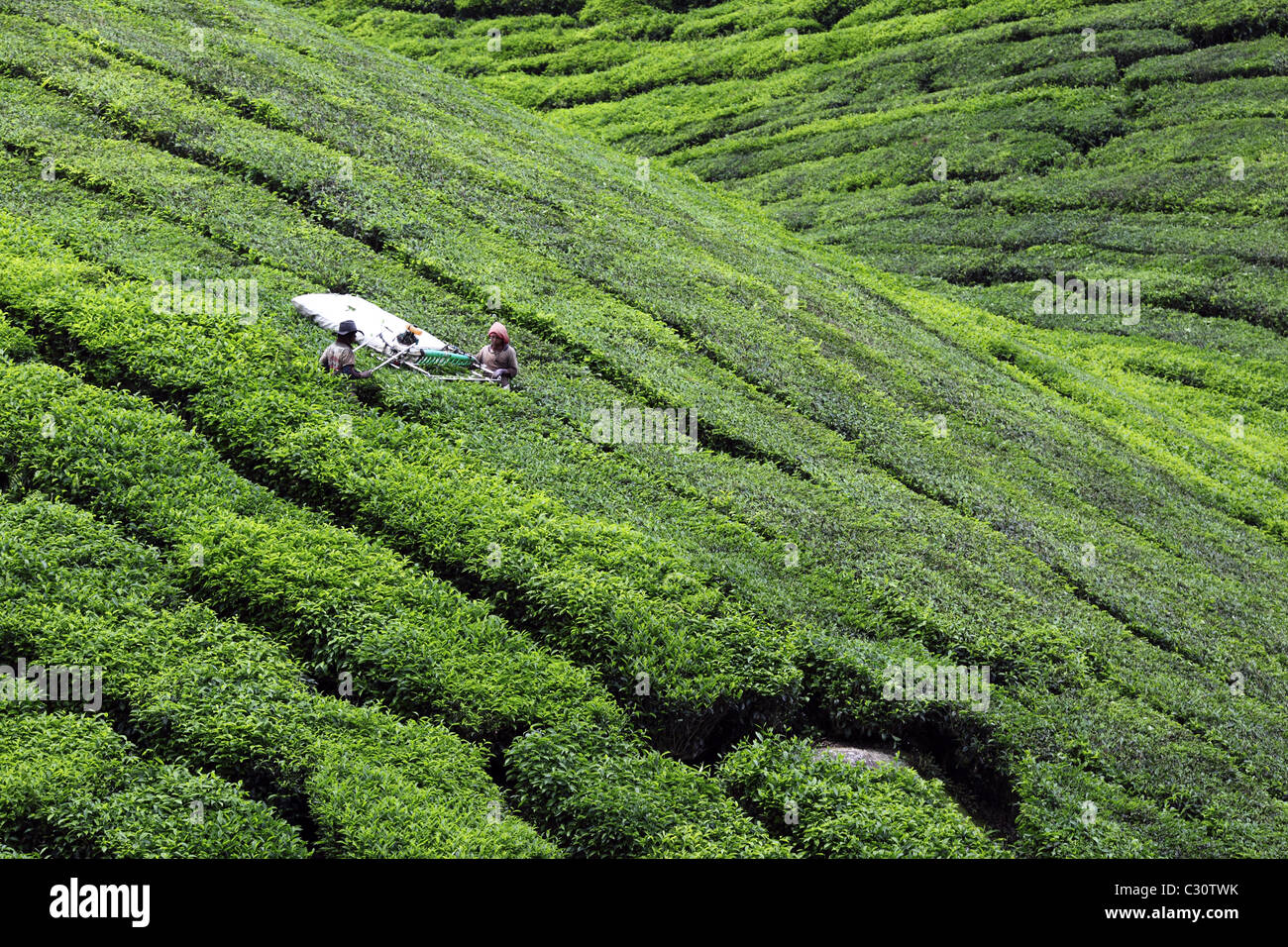 Tea harvesting machine hi-res stock photography and images - Alamy