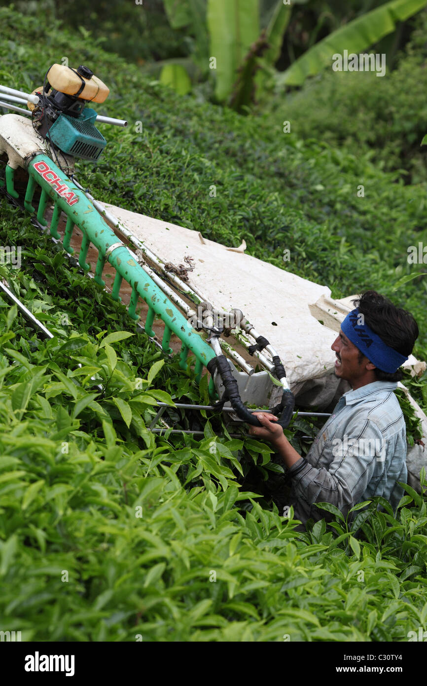 Green tea harvesting machine hi-res stock photography and images - Alamy
