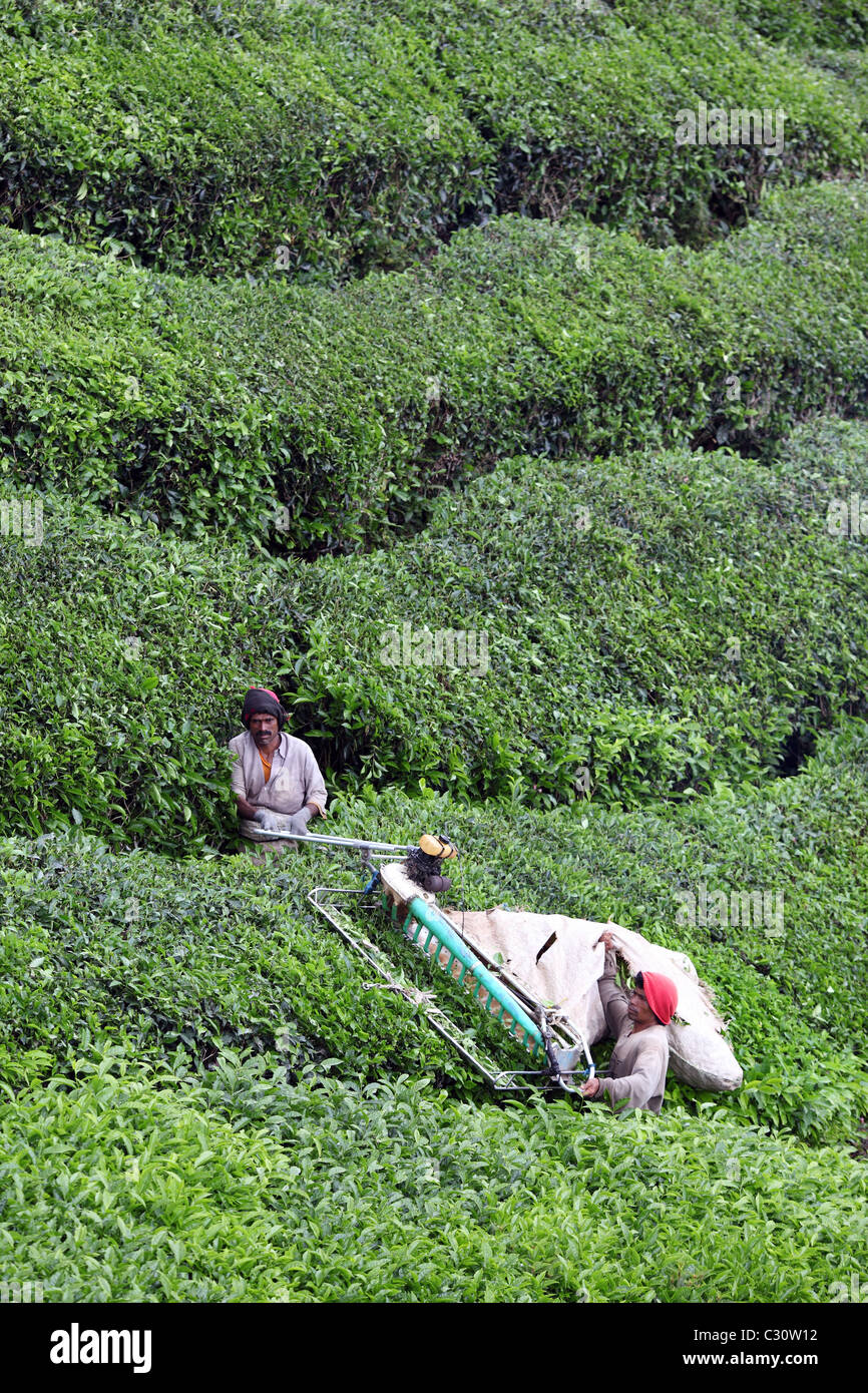 Tea harvesting machine hi-res stock photography and images - Alamy
