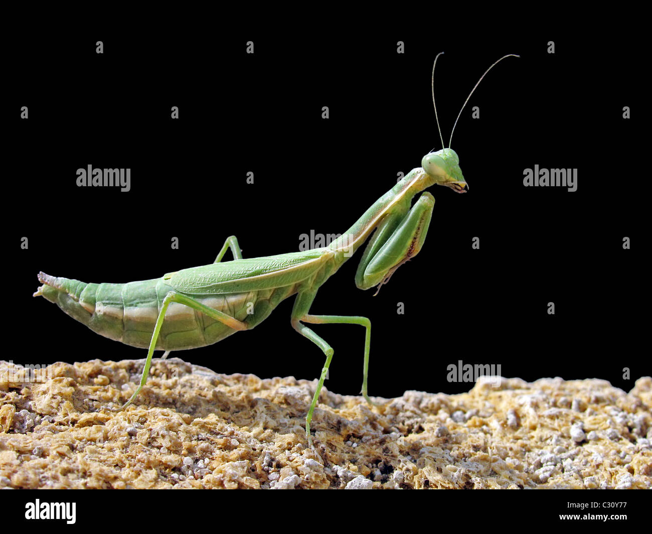 Black insect insects hi-res stock photography and images - Alamy