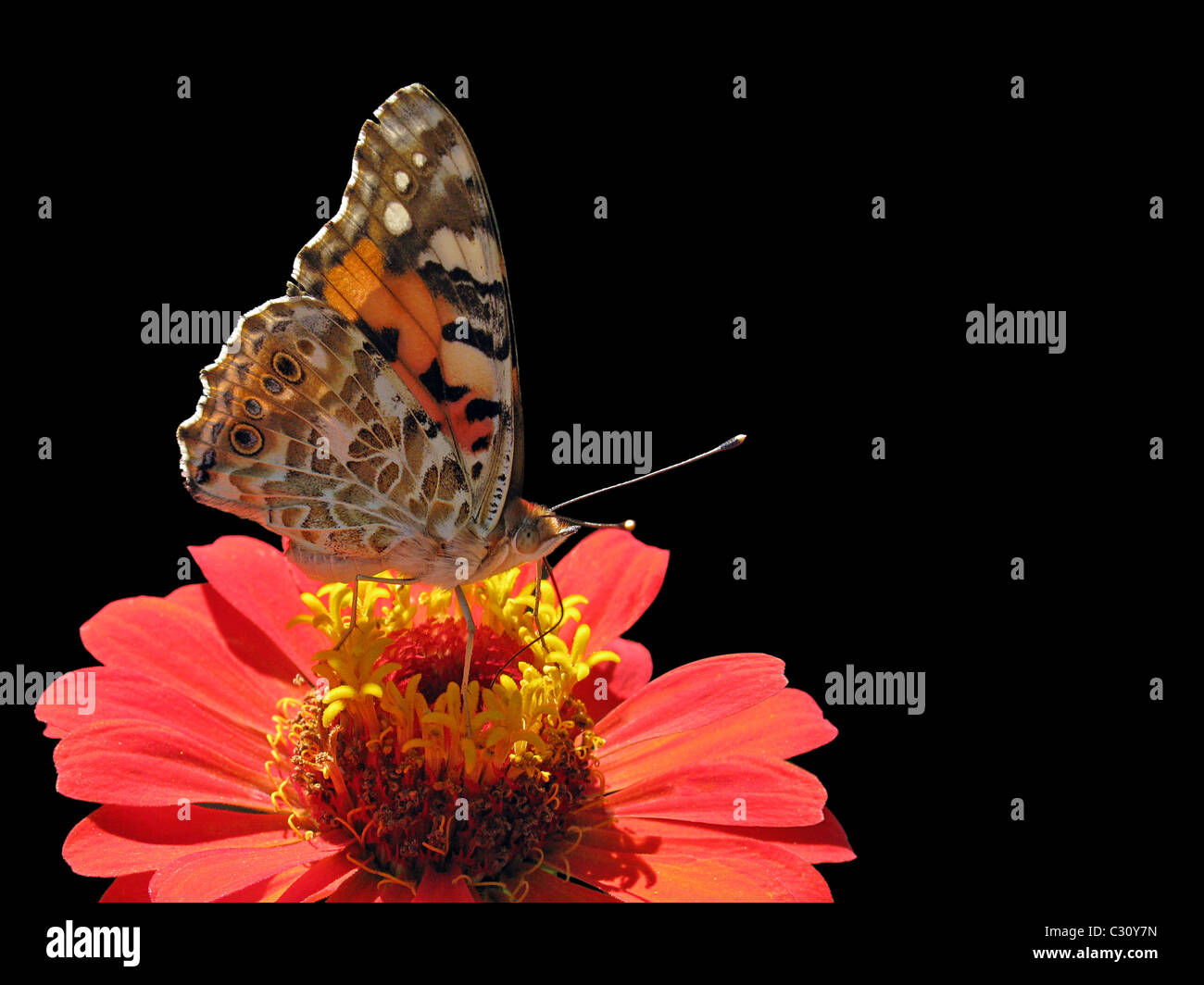 Painted lady on flower hi-res stock photography and images - Alamy