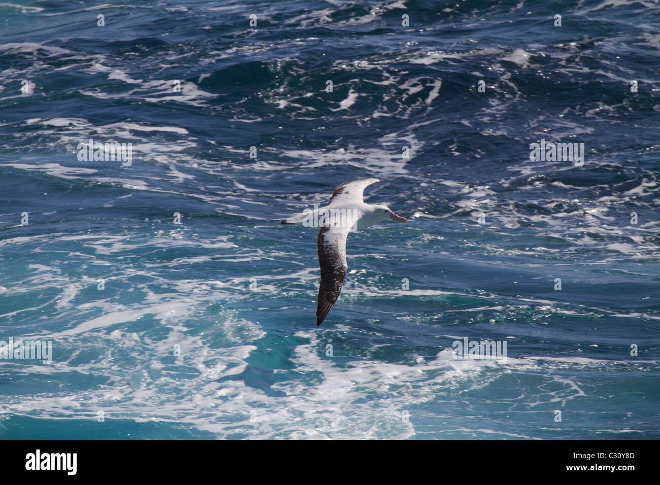 Wandering Albatross in flight near Shag Rocks, South Atlantic Ocean ...