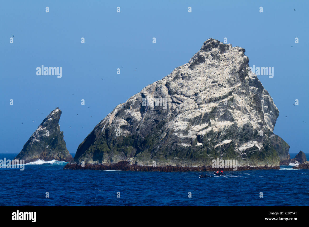 South georgia shags hi-res stock photography and images - Alamy