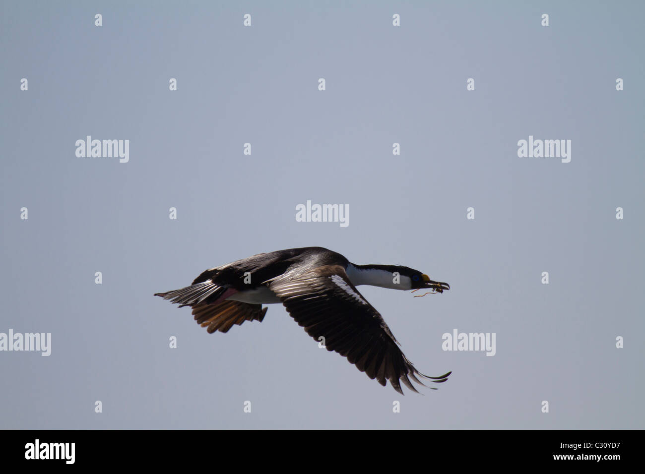 Blue-eyed shag in flight with nesting materials near Shag Rocks, South ...