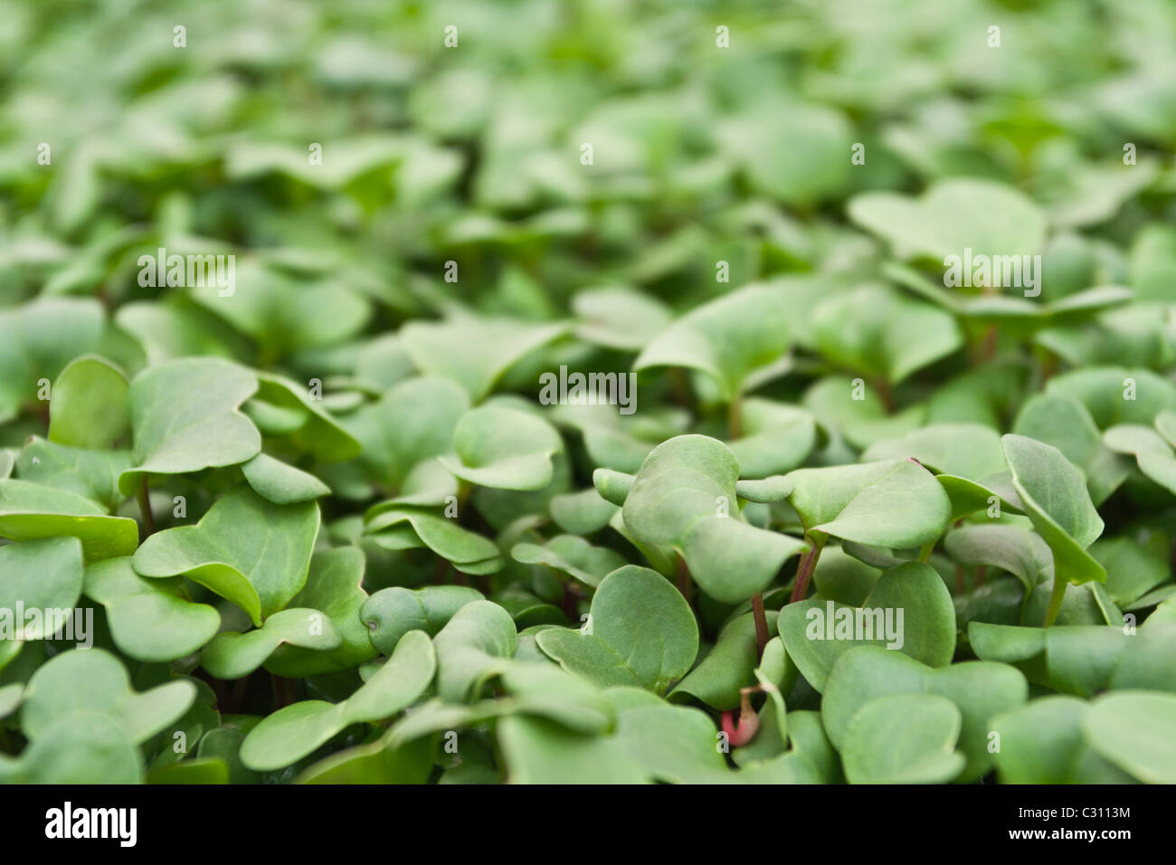 Chilli Cress growing in a greenhouse Stock Photo - Alamy
