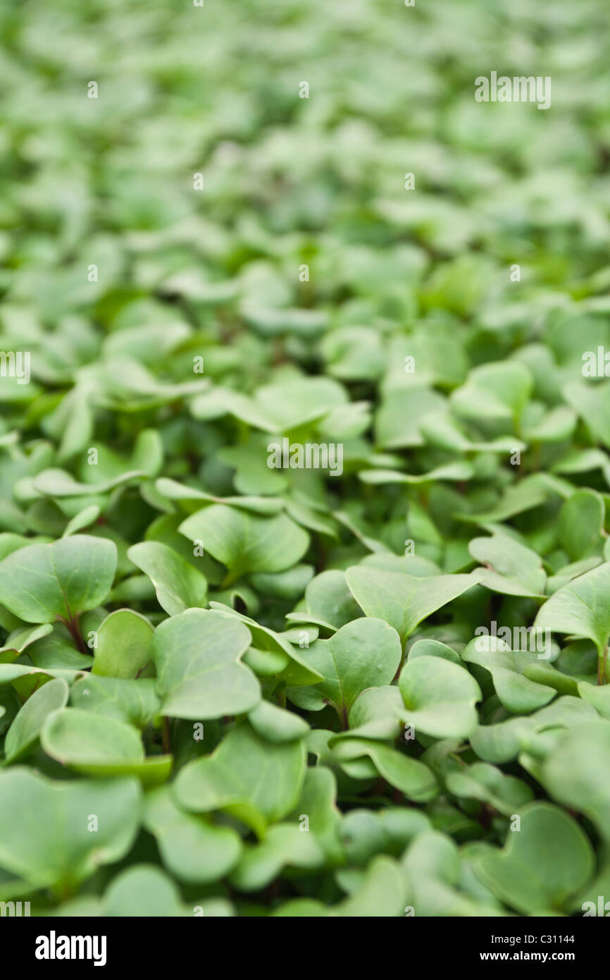 Chilli Cress growing in a greenhouse Stock Photo - Alamy