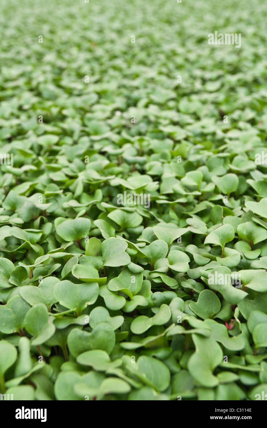 Chilli Cress growing in a greenhouse Stock Photo - Alamy