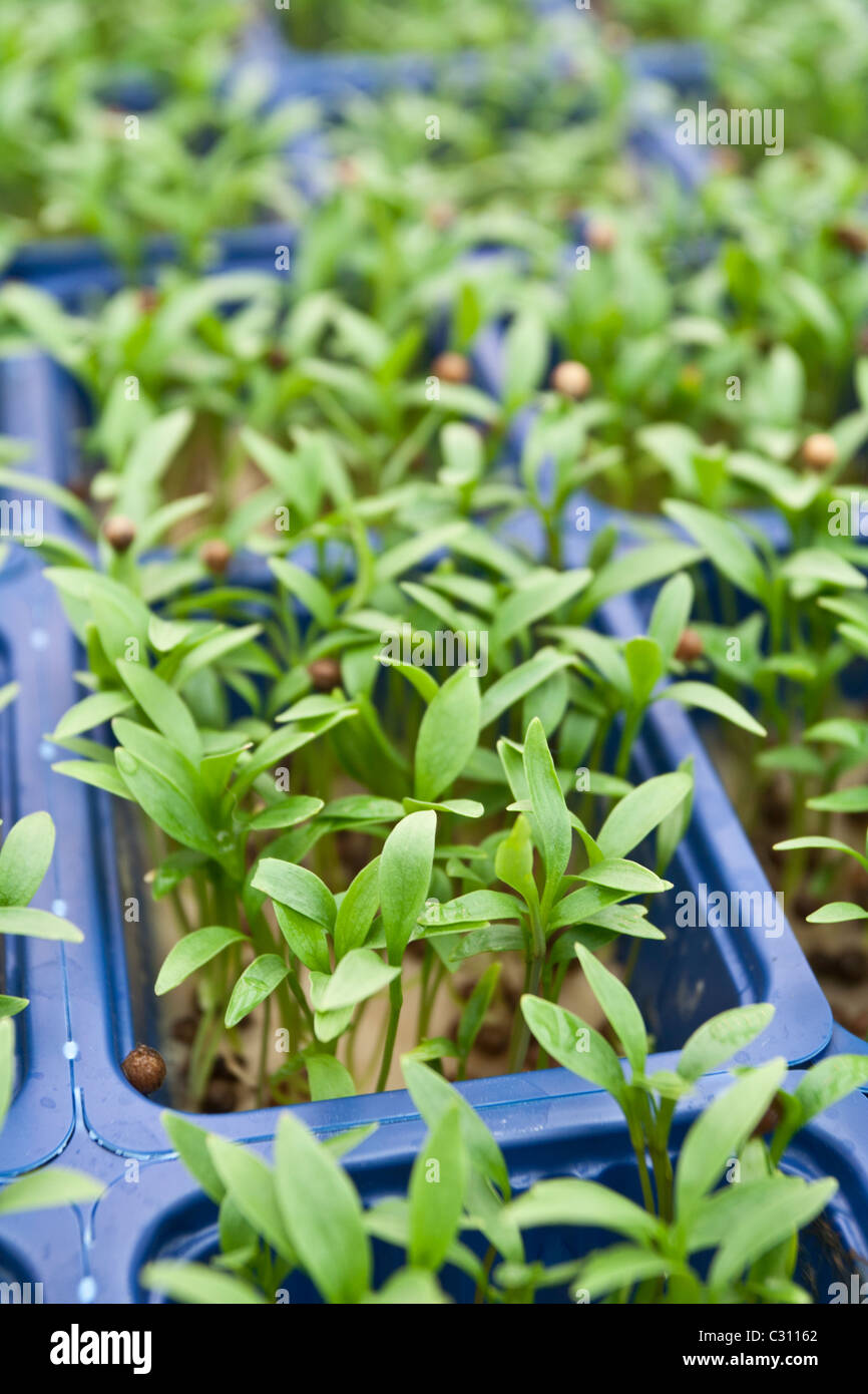 Ghoa Cress growing in a greenhouse Stock Photo - Alamy