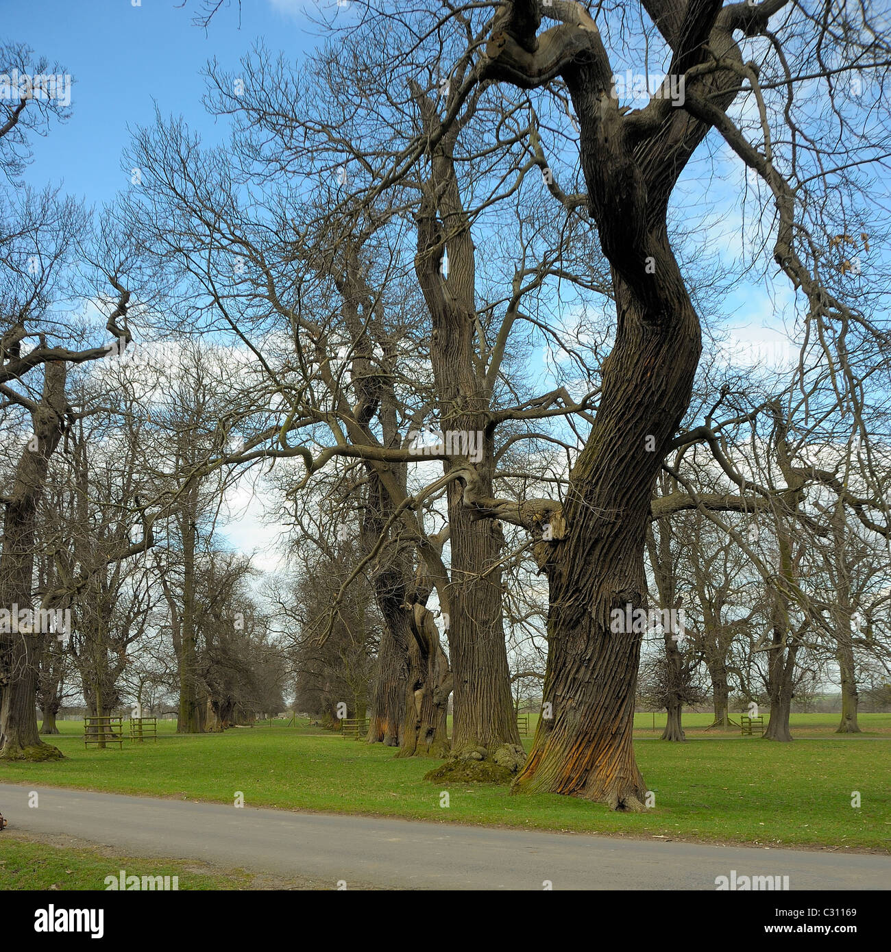 Sweet chestnut trees hi-res stock photography and images - Alamy