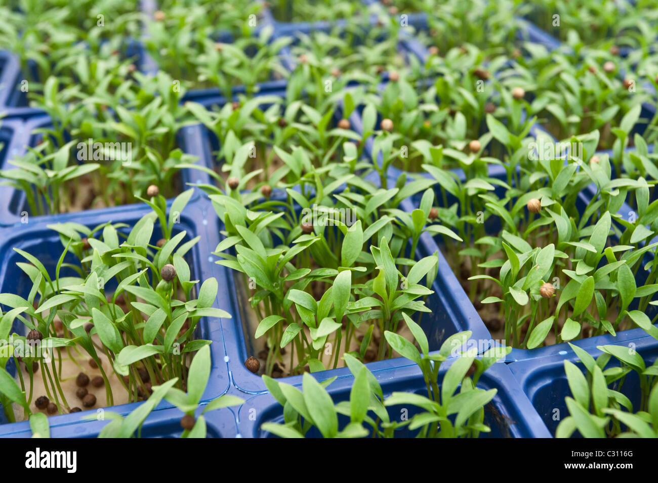 Ghoa Cress growing in a greenhouse Stock Photo - Alamy