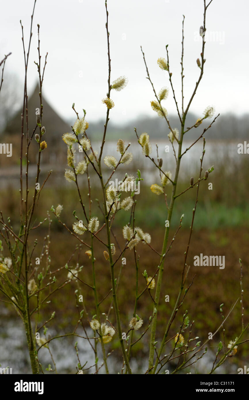 Grey willow hi-res stock photography and images - Alamy