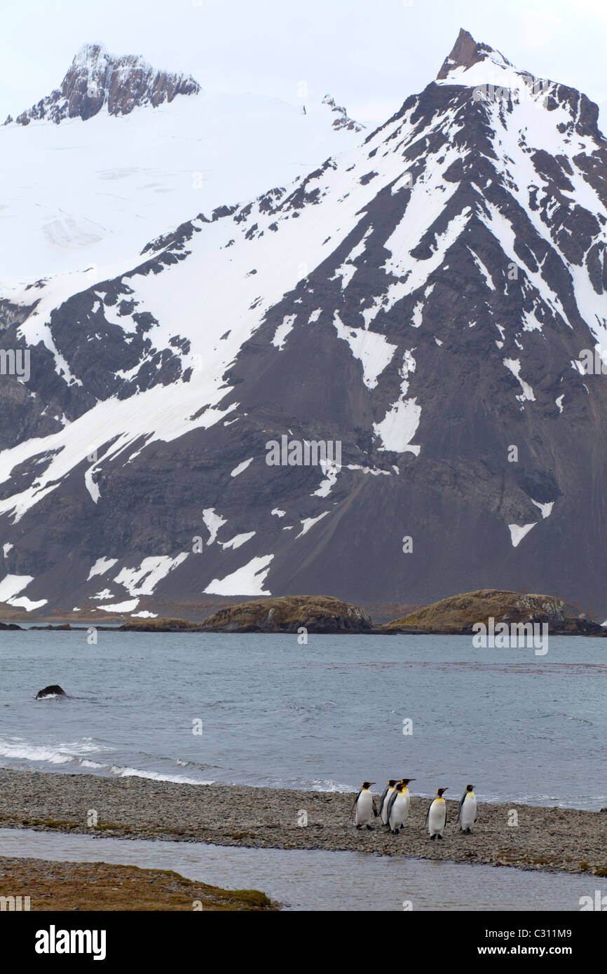 South georgia coastline hi-res stock photography and images - Alamy