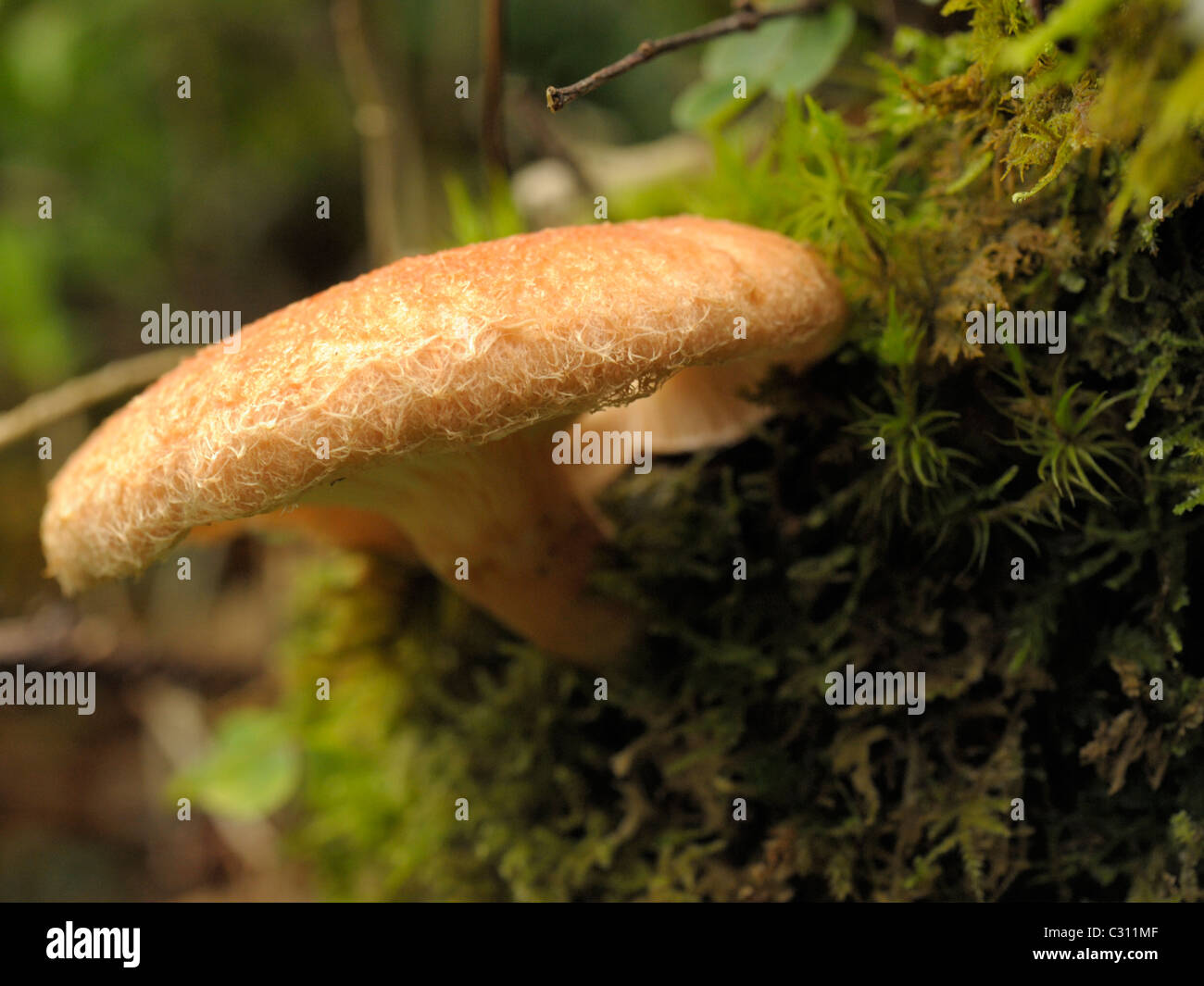 Wooly Milk Cap, lactarius torminosus Stock Photo - Alamy