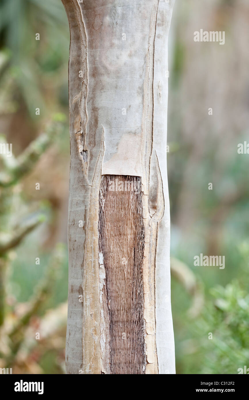 Butter tree (Tylecodon paniculatus) basal stem Kirstenbosch National ...
