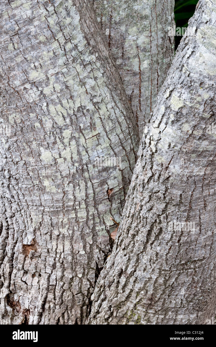 Cabbage tree hi-res stock photography and images - Alamy