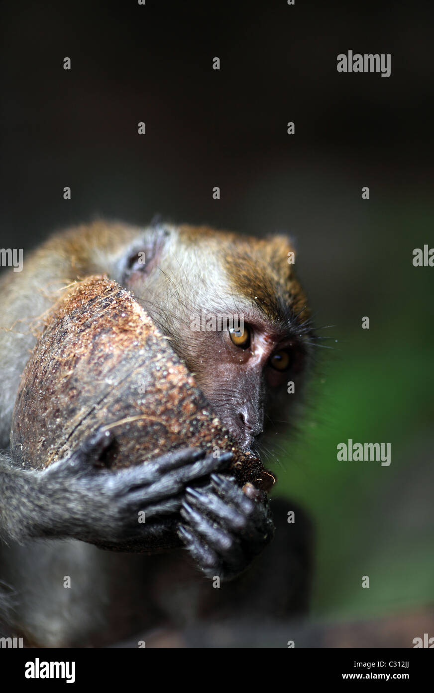 Macaque monkey eating coconut. Ao Nang, Krabi, Thailand, South-East ...