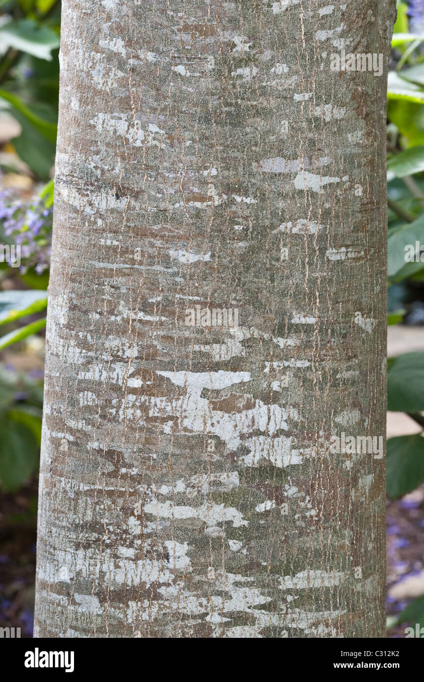 Cape Chestnut (Calodendrum capense) bark Kirstenbosch National ...