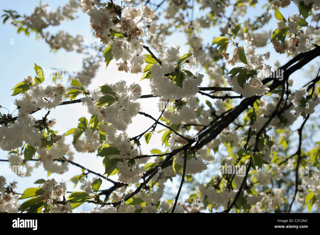 White cherry tree in blossom at back light Stock Photo - Alamy