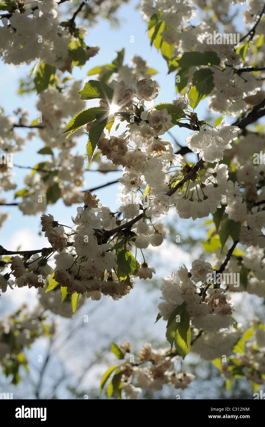 White cherry tree in blossom at back light Stock Photo - Alamy