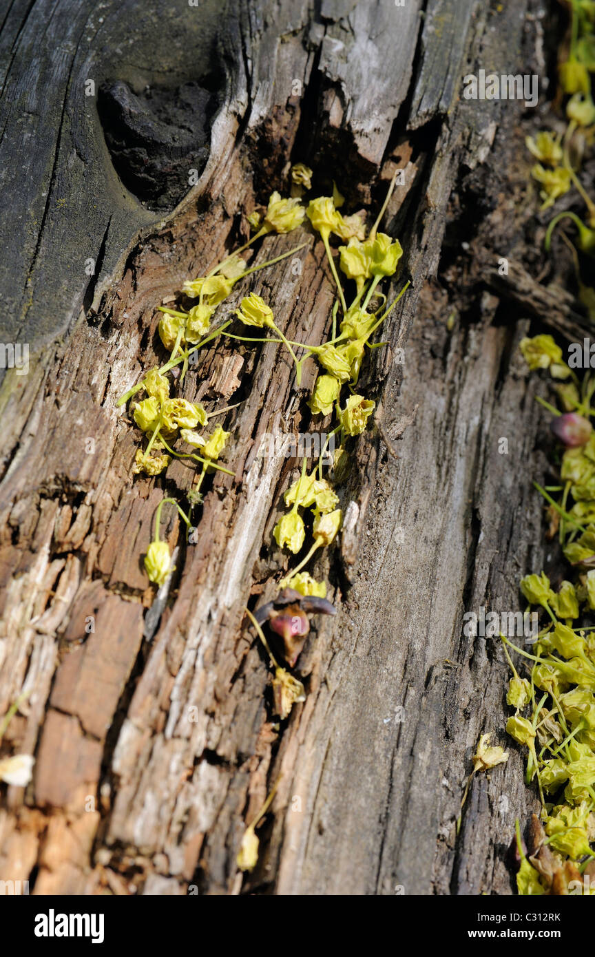 Rotten log hi-res stock photography and images - Alamy