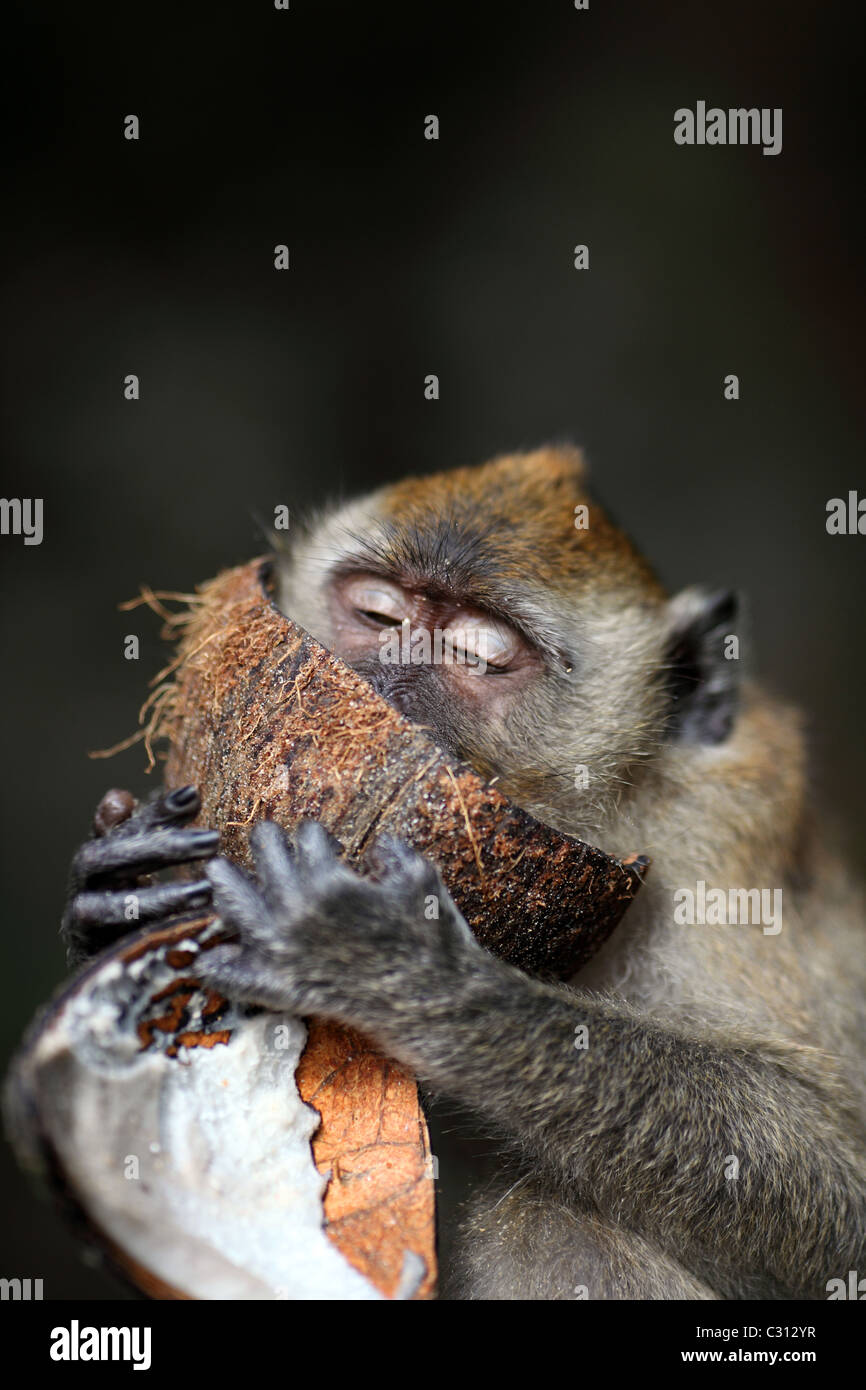 Macaque monkey eating coconut at Ao Nang Beach Stock Photo - Alamy
