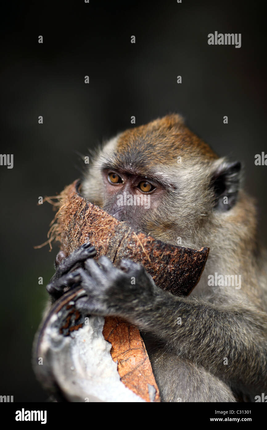 Macaque monkey eating coconut at Ao Nang Beach Stock Photo - Alamy