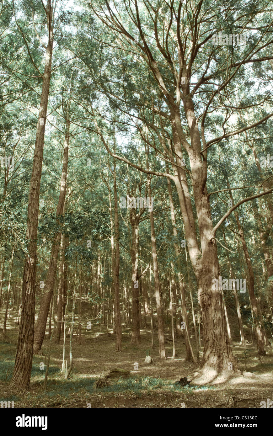 Canopy forest in Sri Lanka between road to Nuwara Eliya & Horton Plains ...