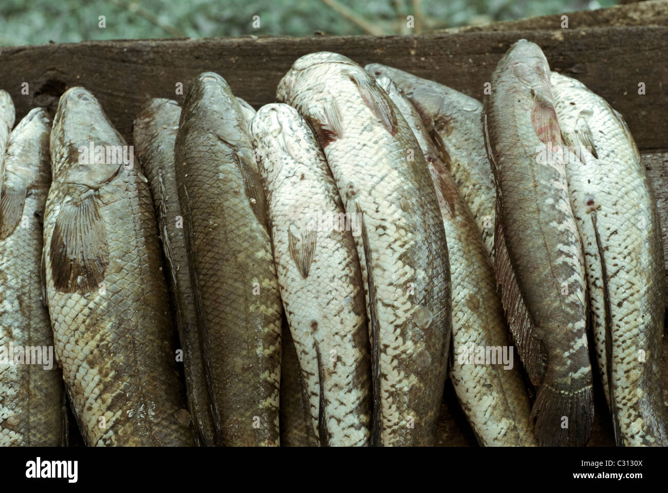 Snakehead fish hi-res stock photography and images - Alamy