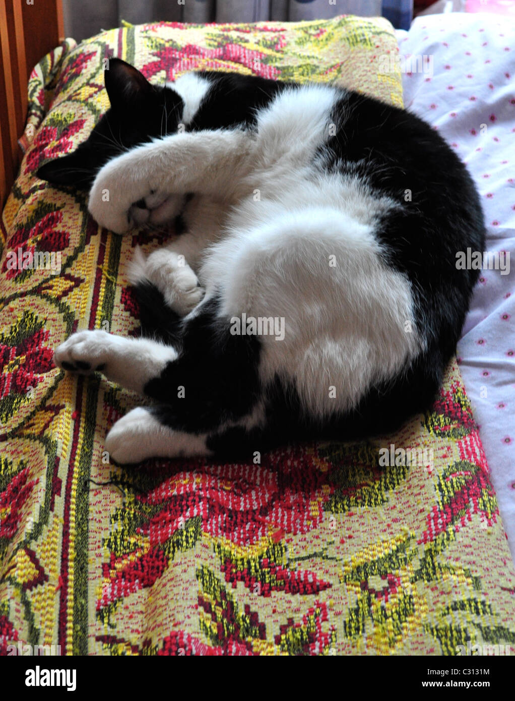 Cat sleeping positions hi-res stock photography and images - Alamy