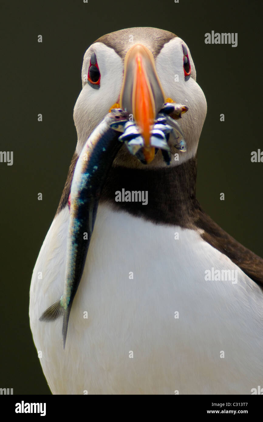 Puffins High Resolution Stock Photography and Images - Alamy