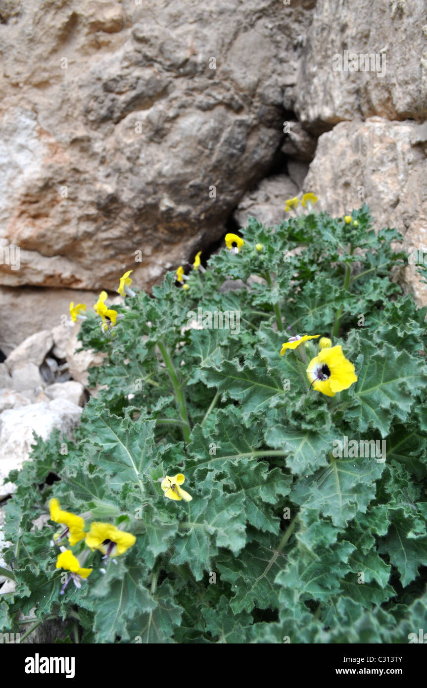 Ruins of Majdal Anjar, Anjar, Bekaa Valley, Lebanon with wild flowers ...
