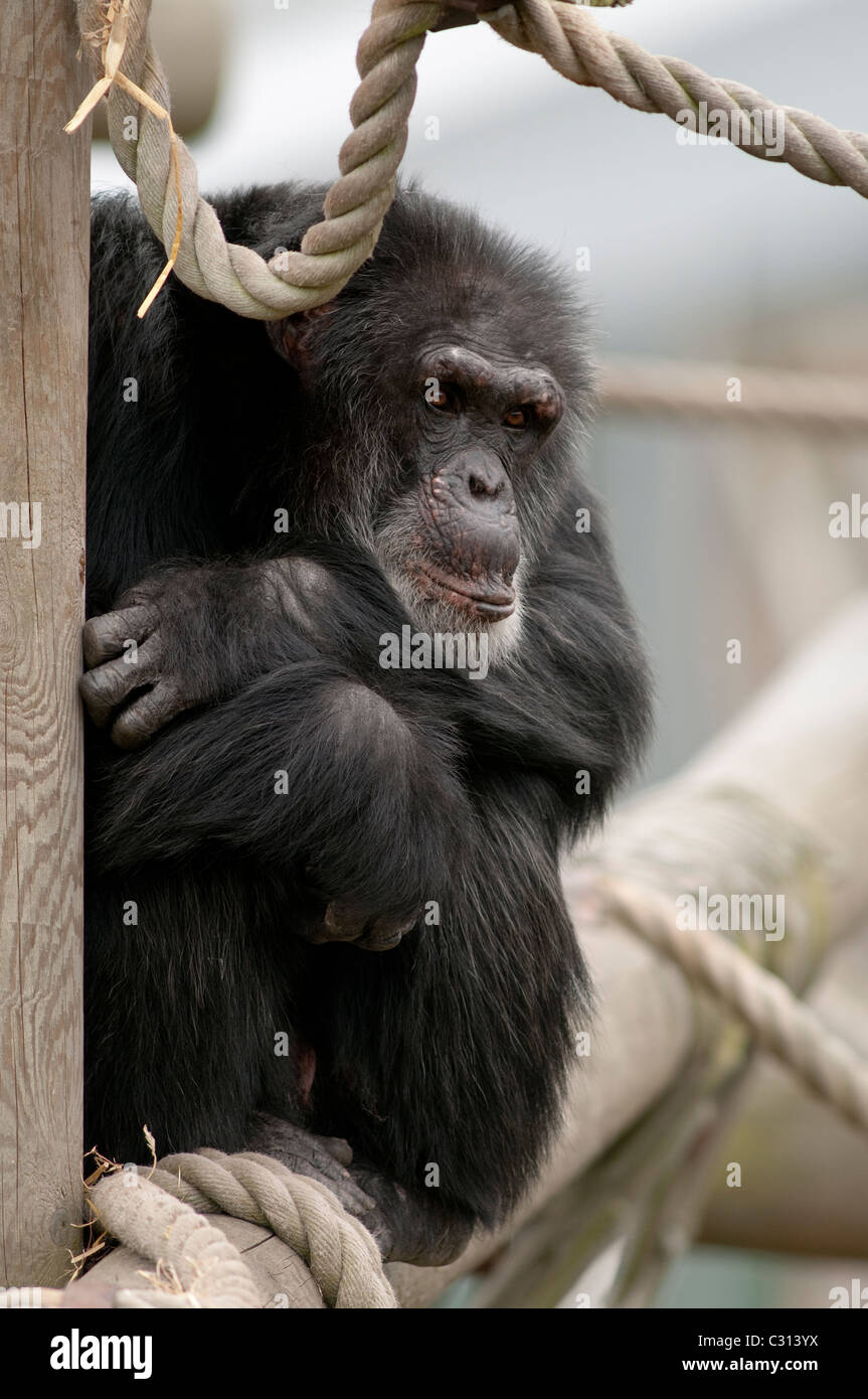 Chimpanzee Pan troglodytes in zoo Stock Photo - Alamy