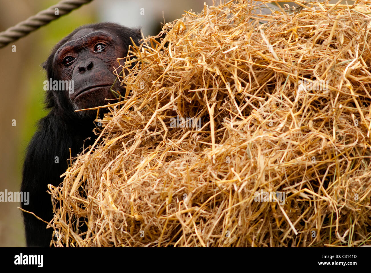 Zoo chimpanzee hi-res stock photography and images - Alamy