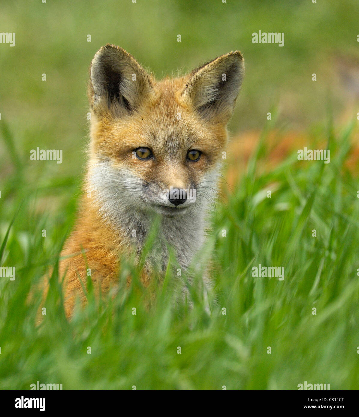 Portrait of a baby red fox Stock Photo - Alamy