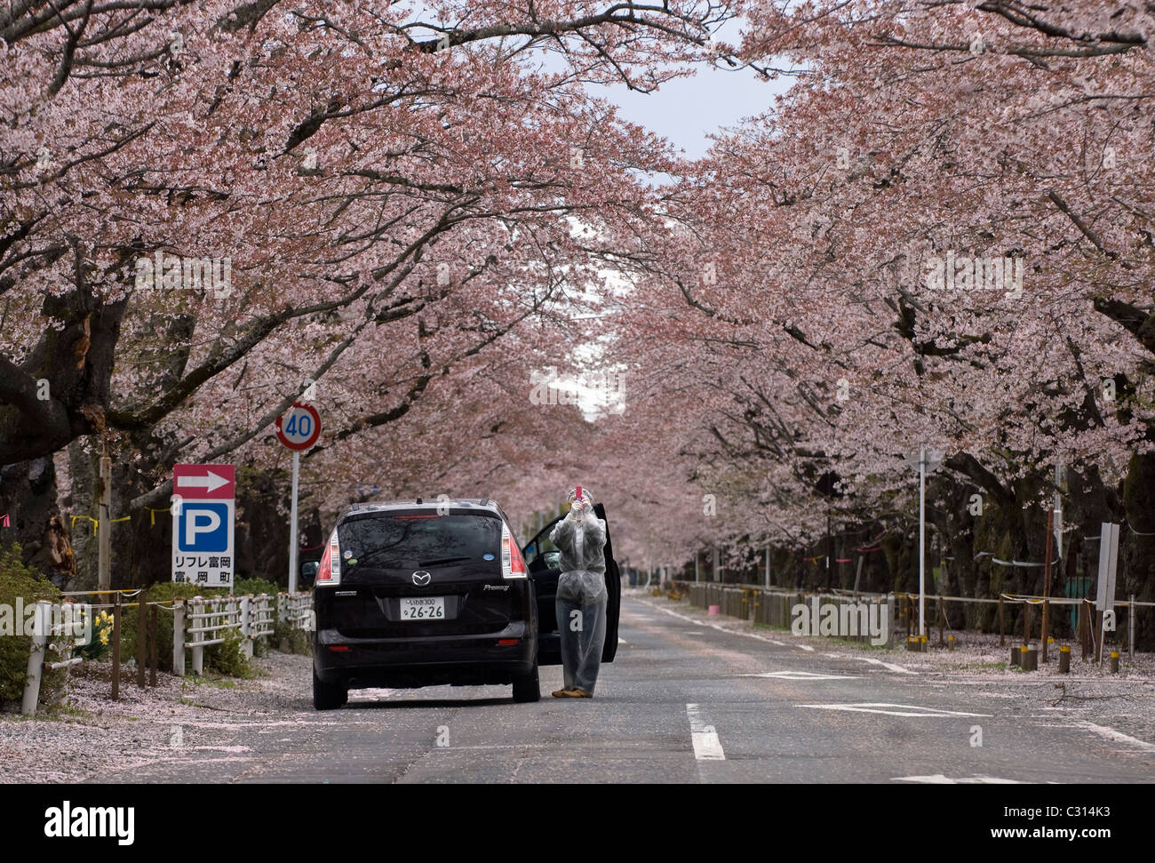 A woman, who went by the name of Miki, takes photos of the cherry ...