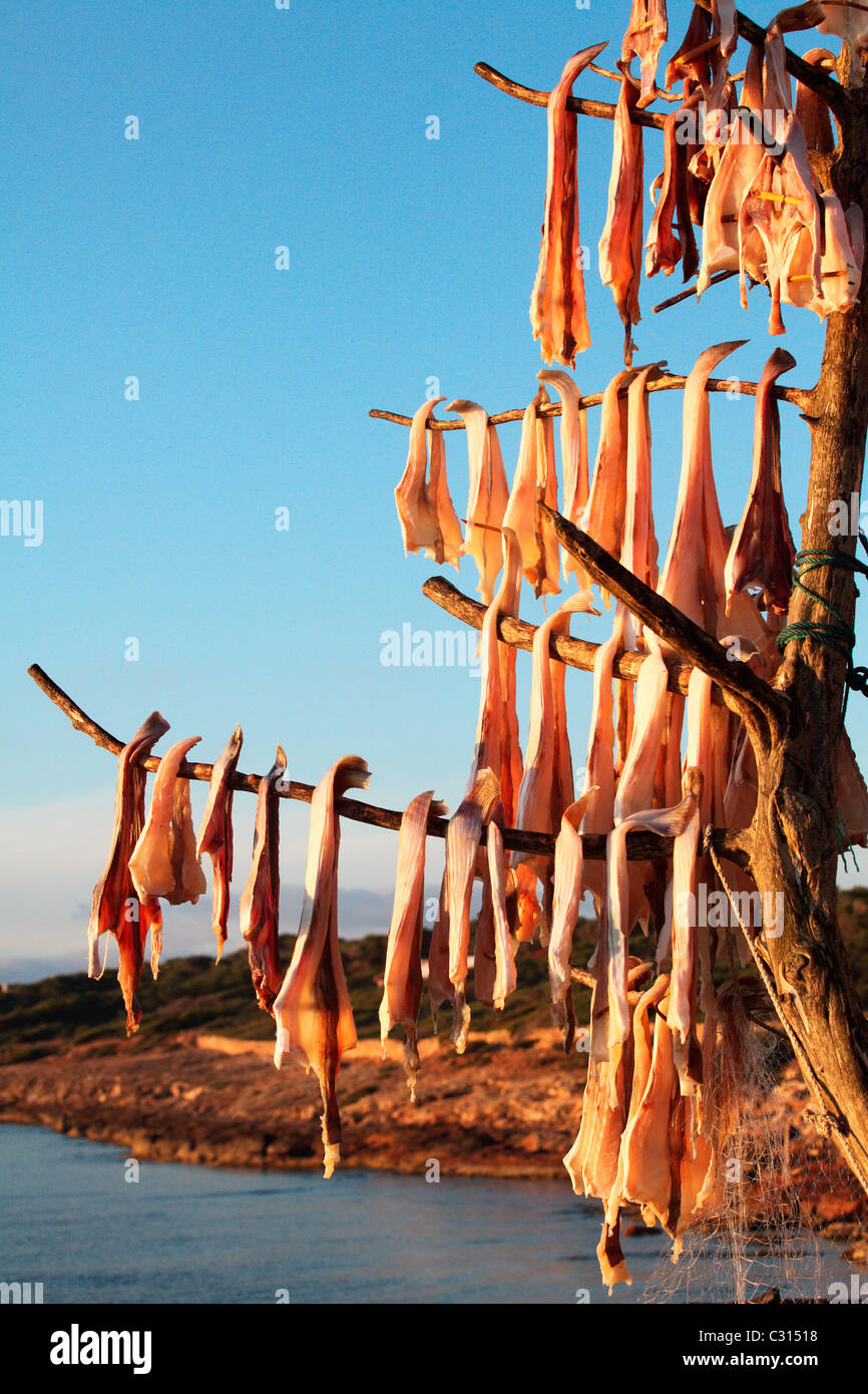 Peix Sec, dried fish hanged by fishermen in the island of Formentera ...