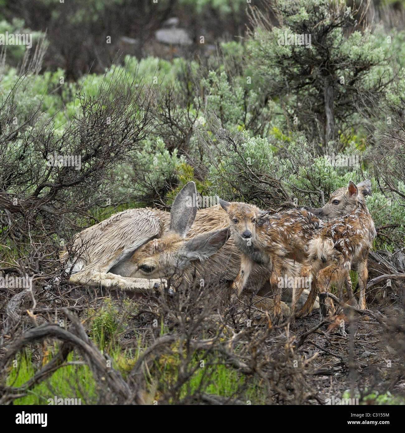 Mother Mule Deer with her newborn fawns in the rain Stock Photo - Alamy