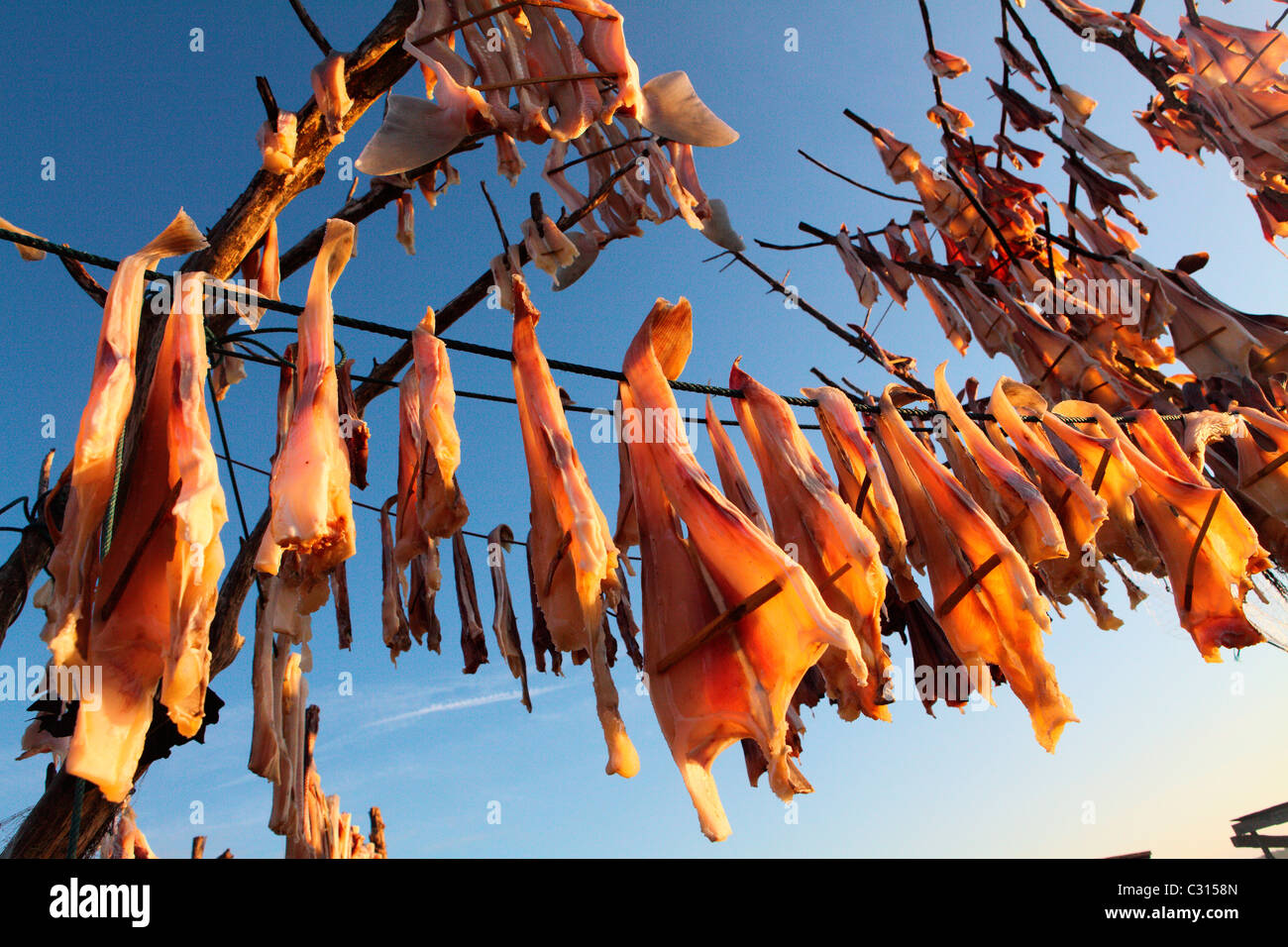 Peix Sec, dried fish hanged by fishermen in the island of Formentera ...