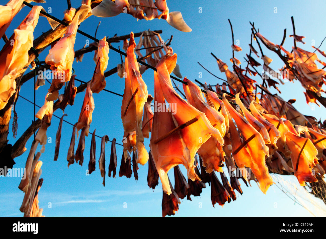 Peix Sec, dried fish hanged by fishermen in the island of Formentera ...