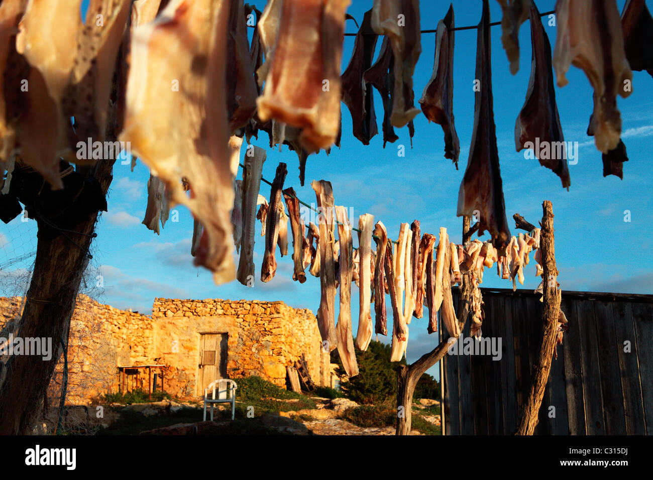 Peix Sec, dried fish hanged by fishermen in the island of Formentera ...