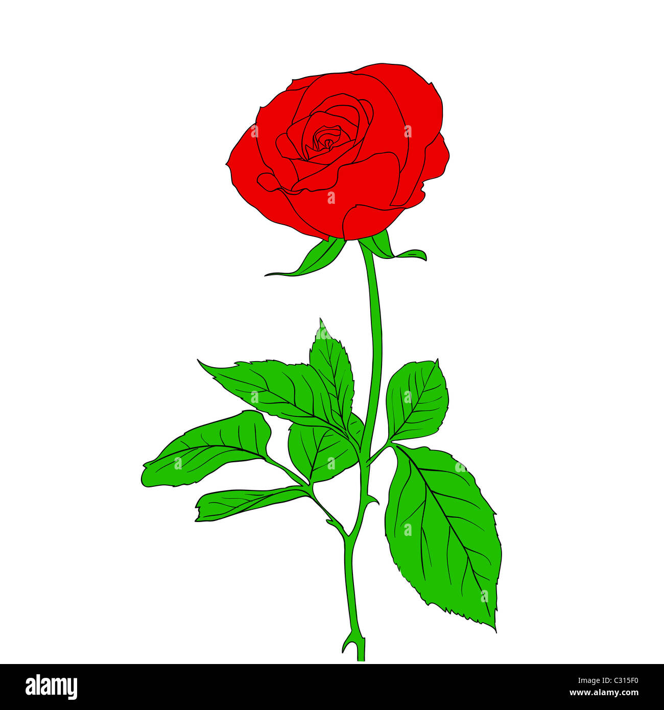 One red Rose in hand drawn style Stock Photo - Alamy