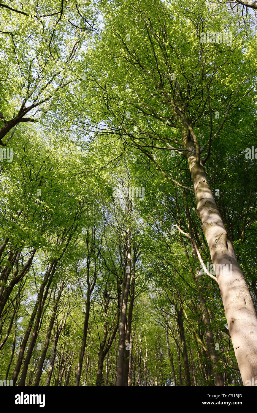 Uk woodlands trees canopy hi-res stock photography and images - Alamy
