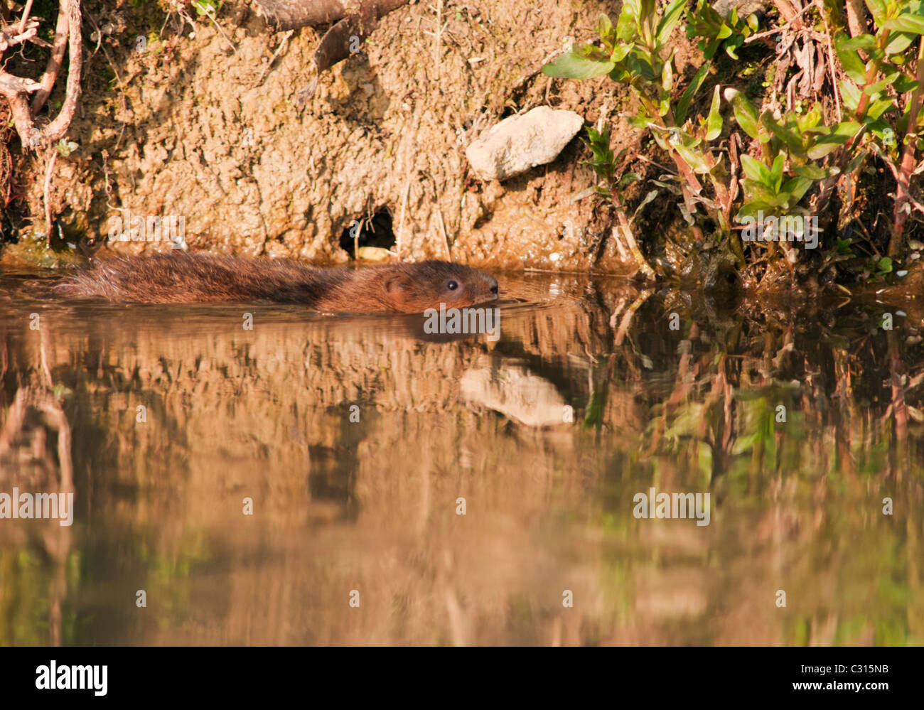 Water vole swimming hi-res stock photography and images - Alamy