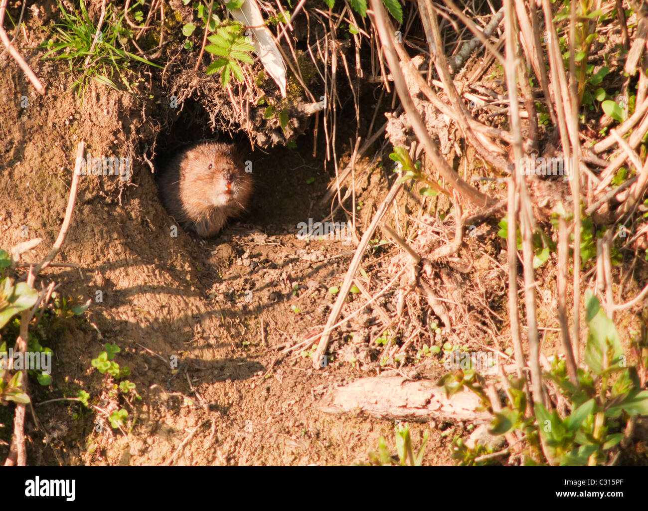 Water Vole at entrance to it's waterside burrow along River Windrush in ...